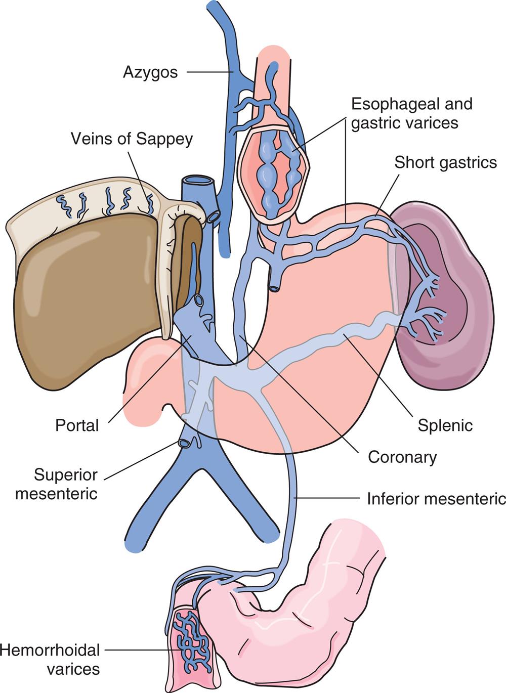 41: Alterations of Digestive Function