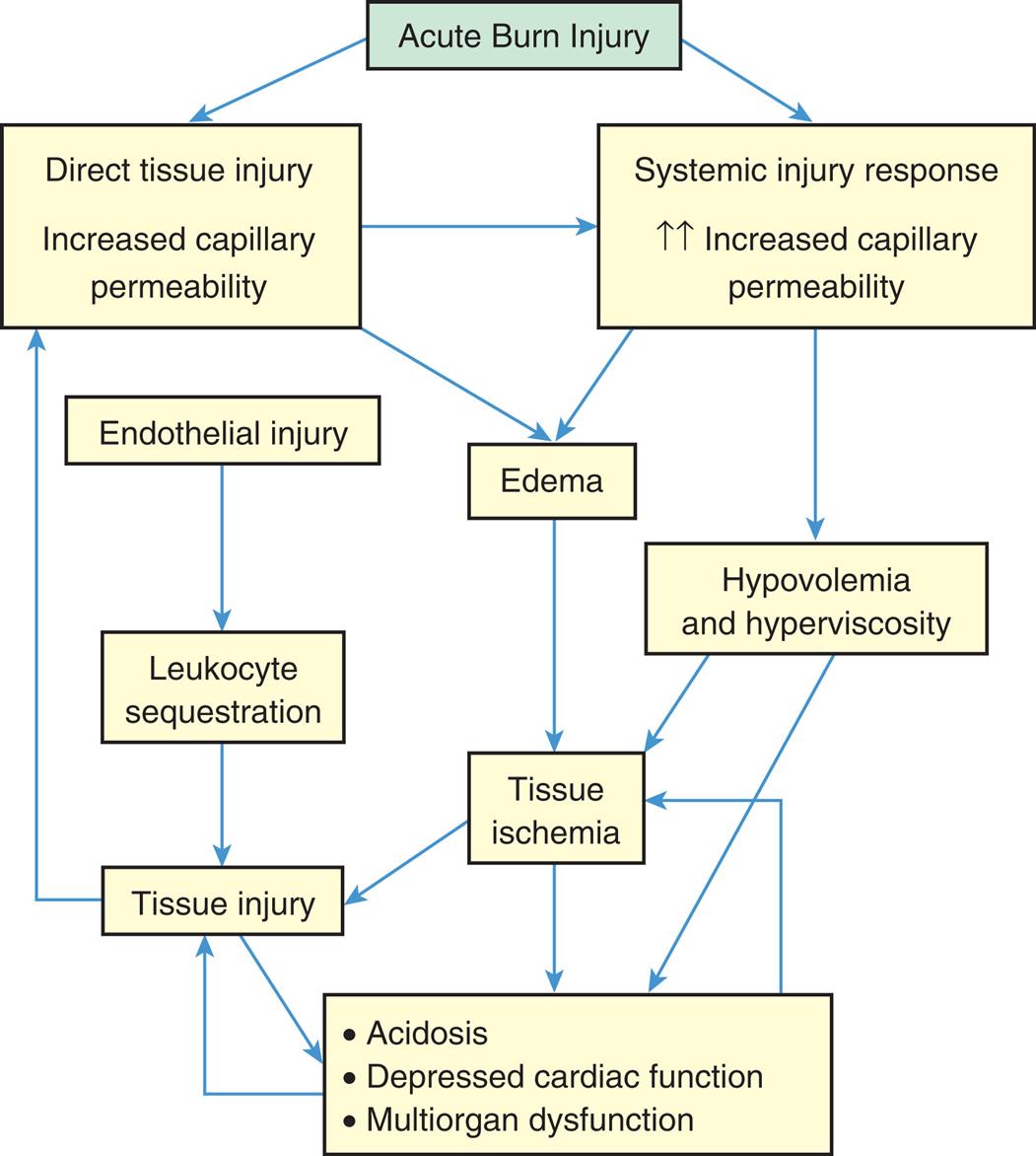 48: Shock, Multiple Organ Dysfunction Syndrome, and Burns in Adults