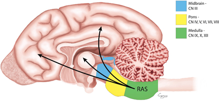 Neurological evaluation of the ICU patient