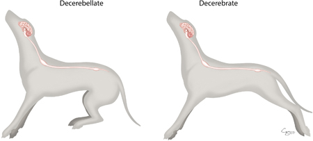 Neurological evaluation of the ICU patient