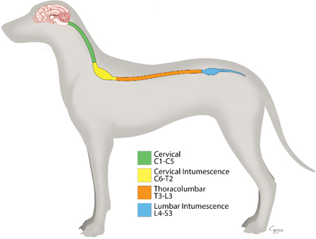 Neurological evaluation of the ICU patient
