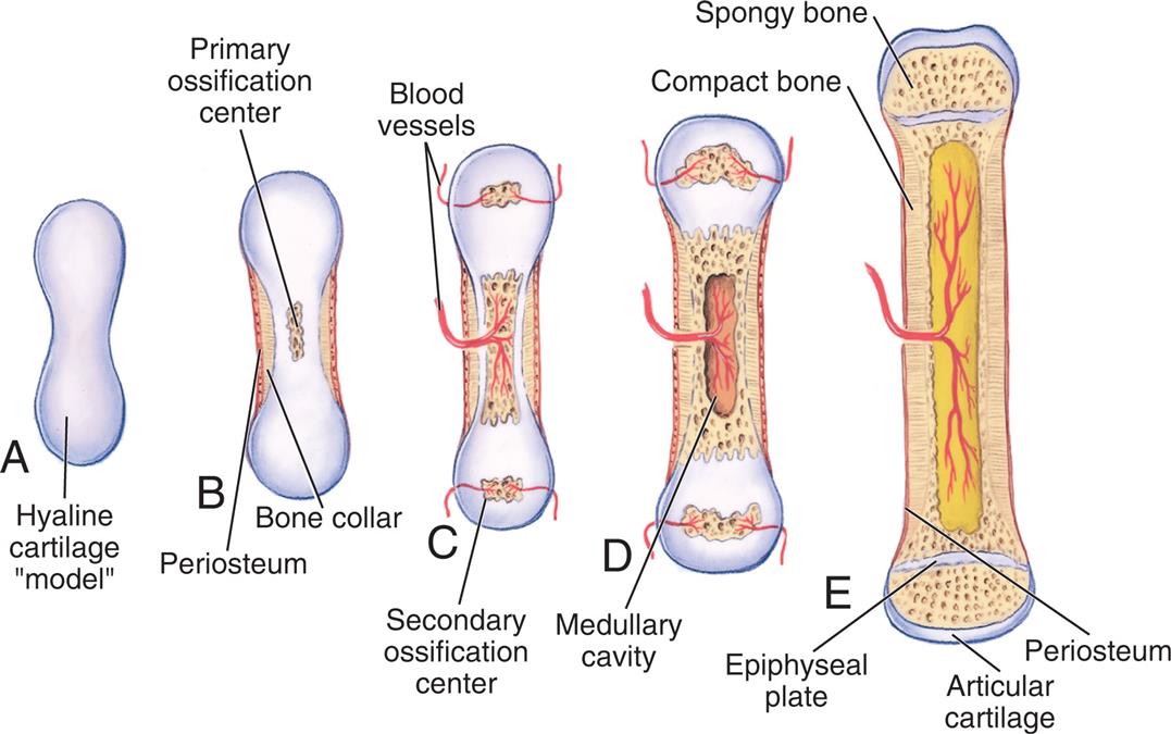 Chapter 6: Musculoskeletal Development and Adaptation
