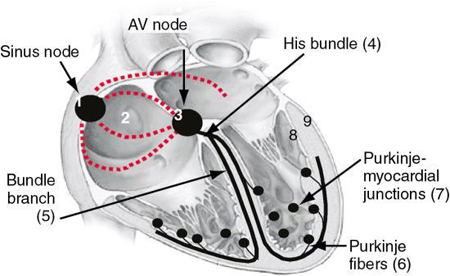 Sinus mechanisms