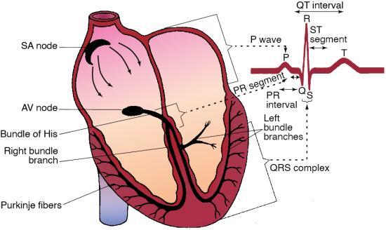 Junctional rhythms