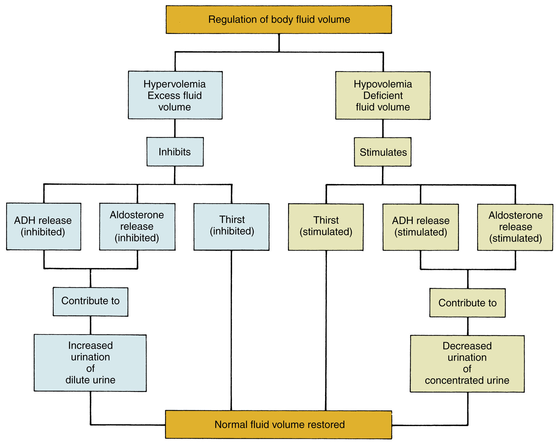 Fluid, Electrolyte, and Acid-Base Balance