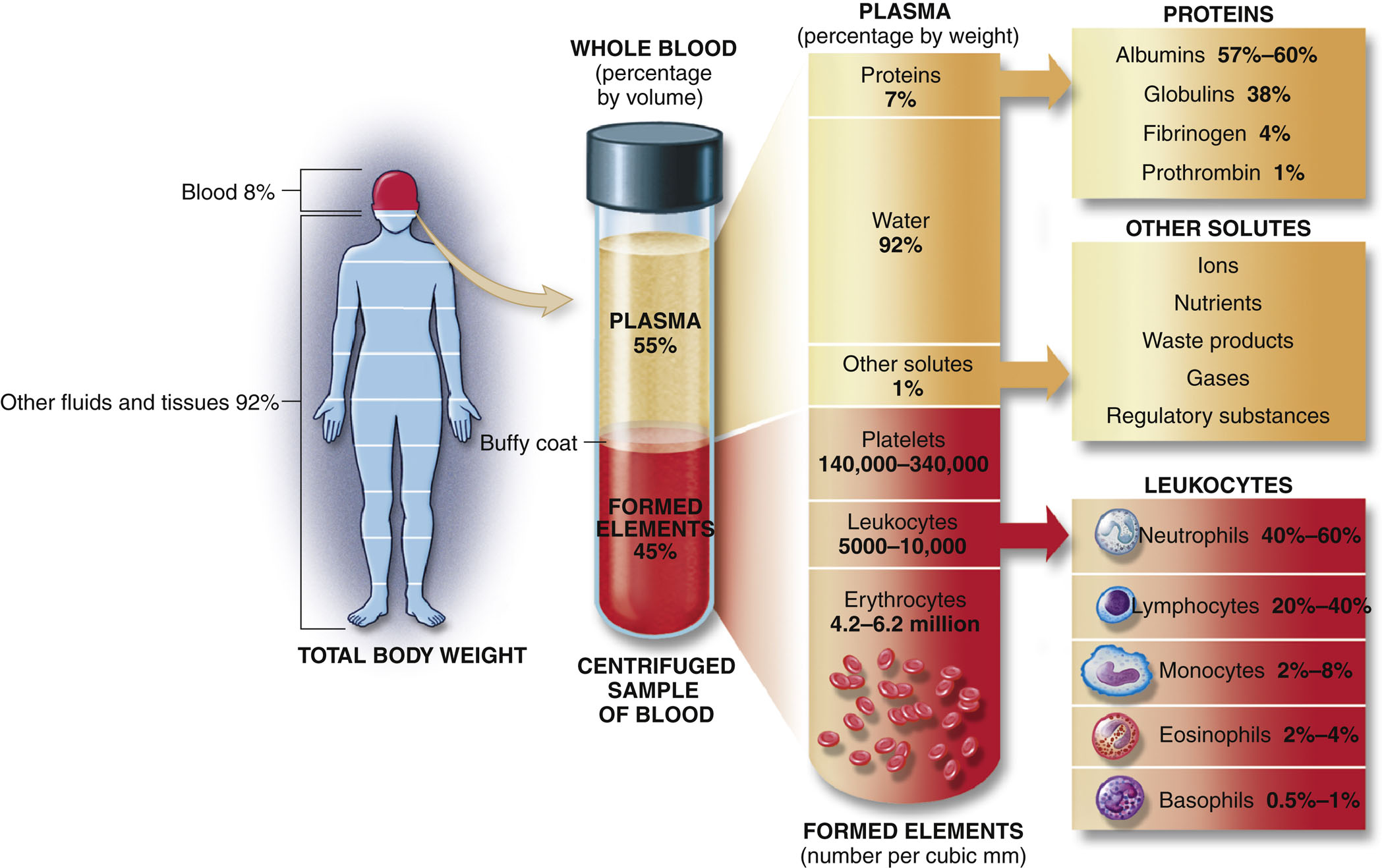 Hematologic System Introduction