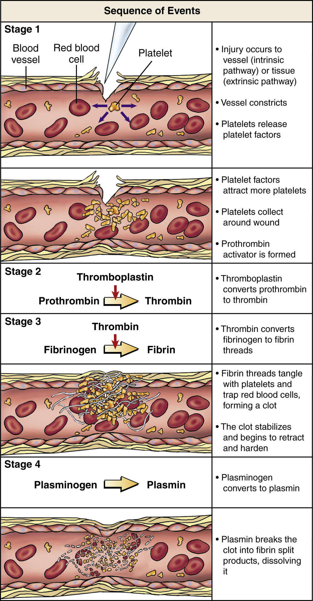 Hematologic System Introduction