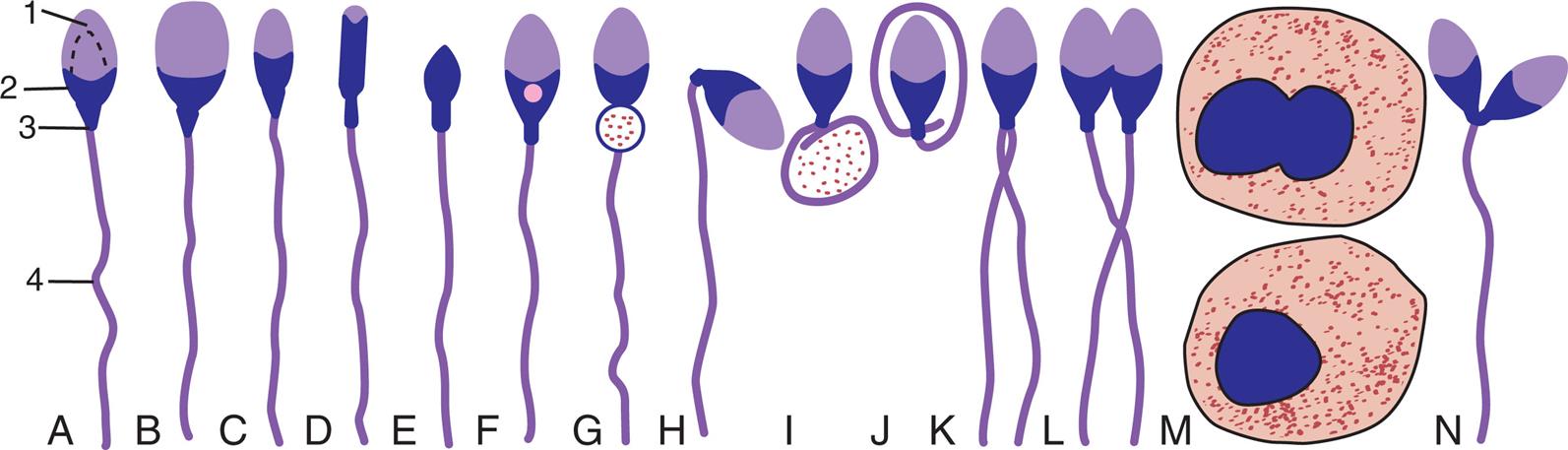 12: Seminal Fluid Analysis