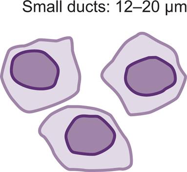 7: Routine Urinalysis–the Microscopic Exam of Urine Sediment