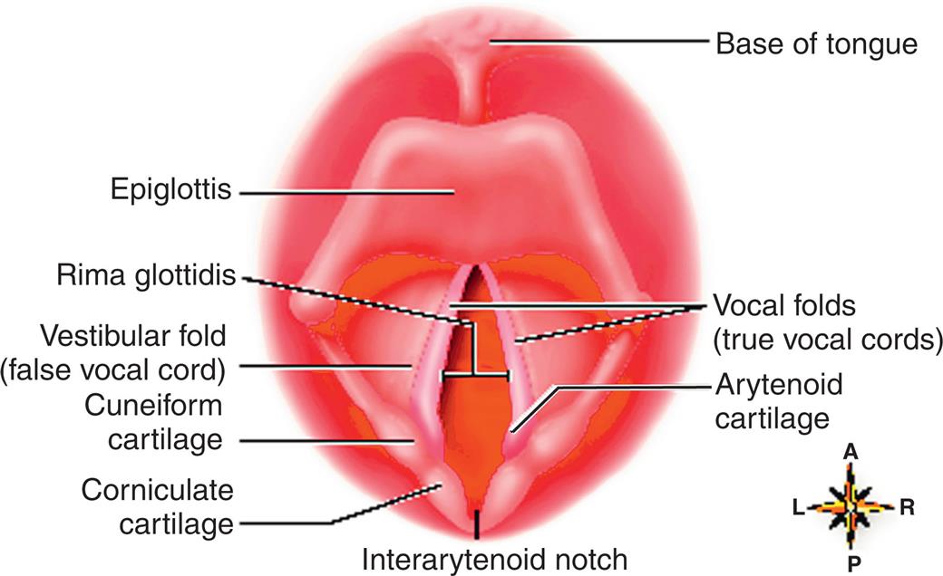 1: The Airways and Alveoli