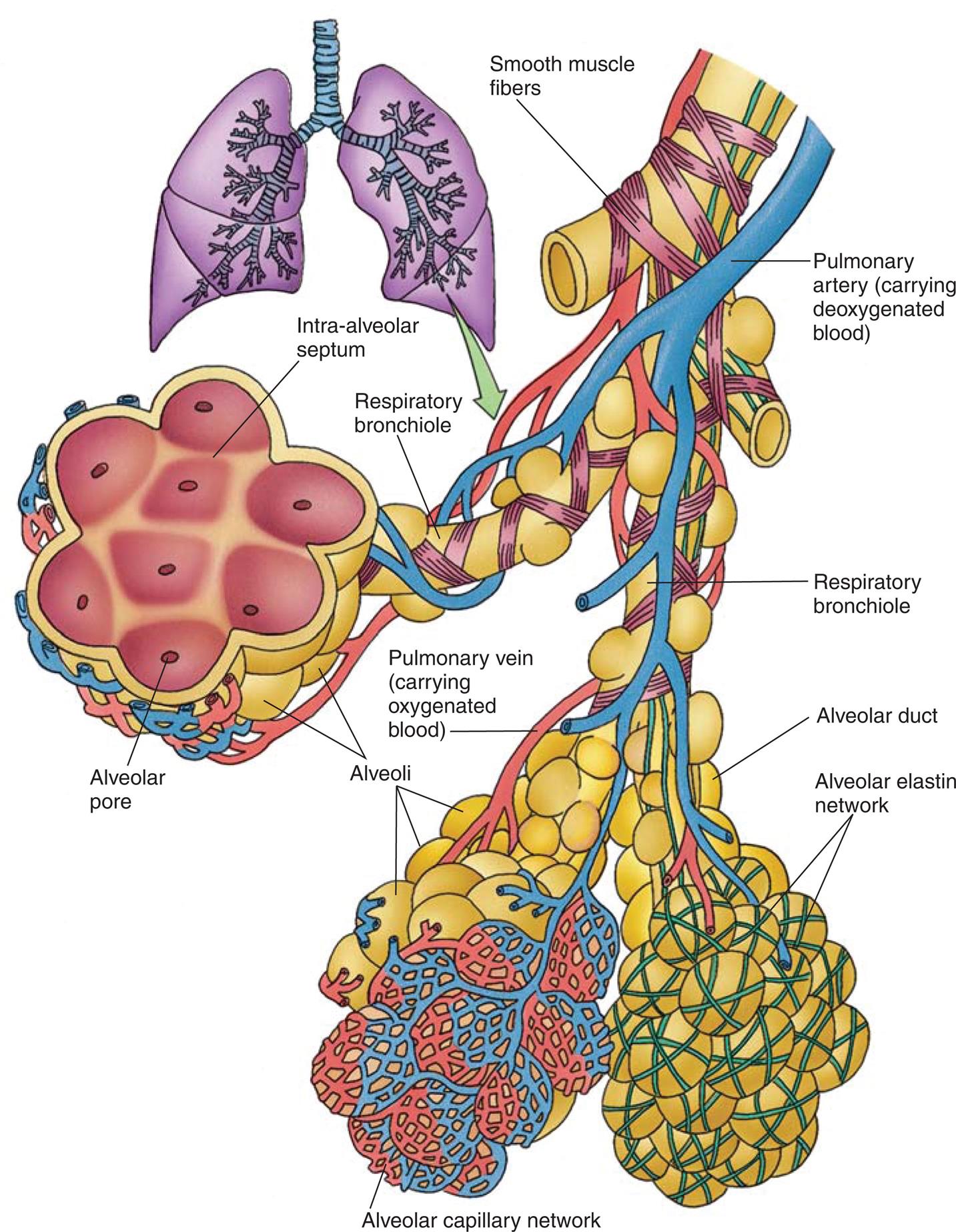 1: The Airways and Alveoli