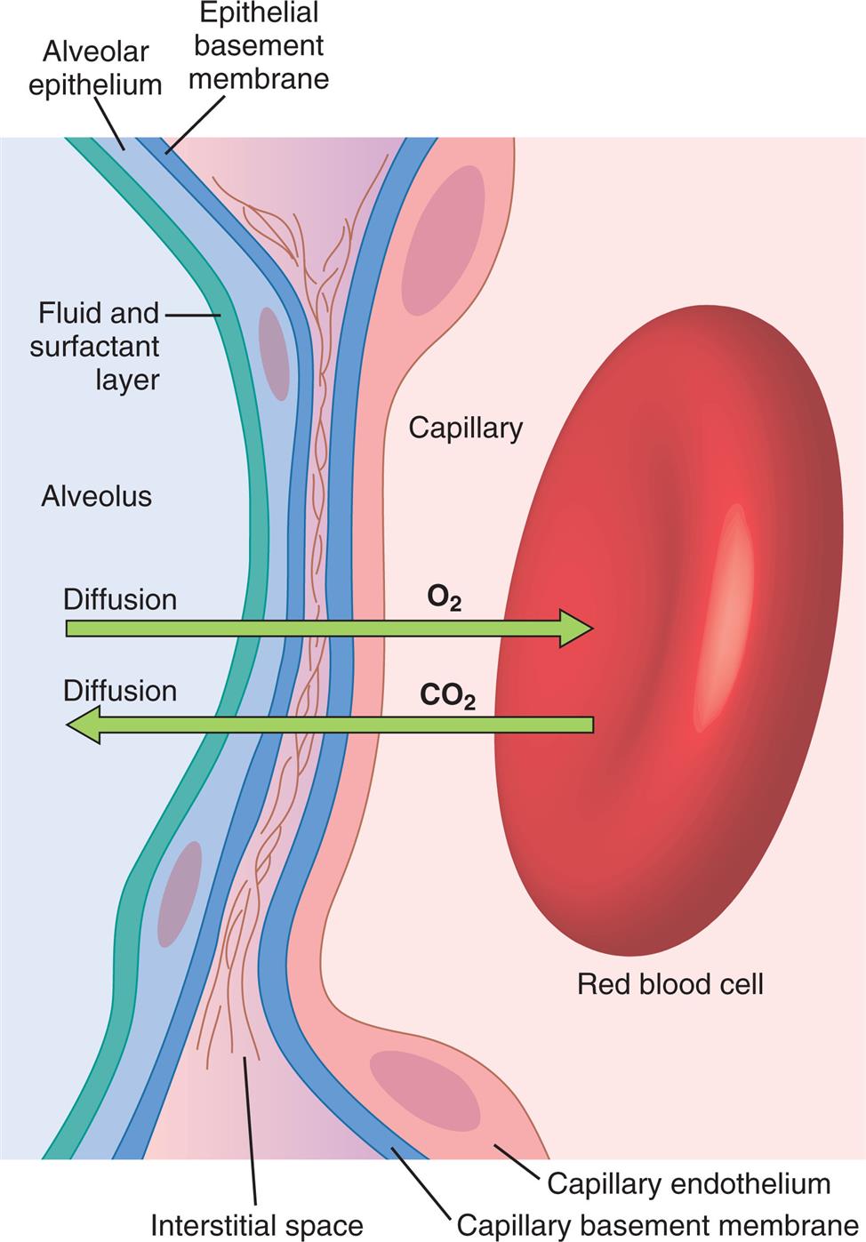 7: Gas Diffusion