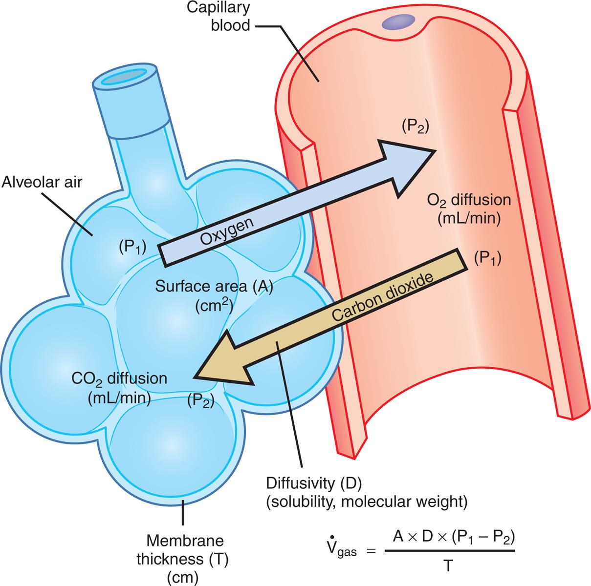 7: Gas Diffusion