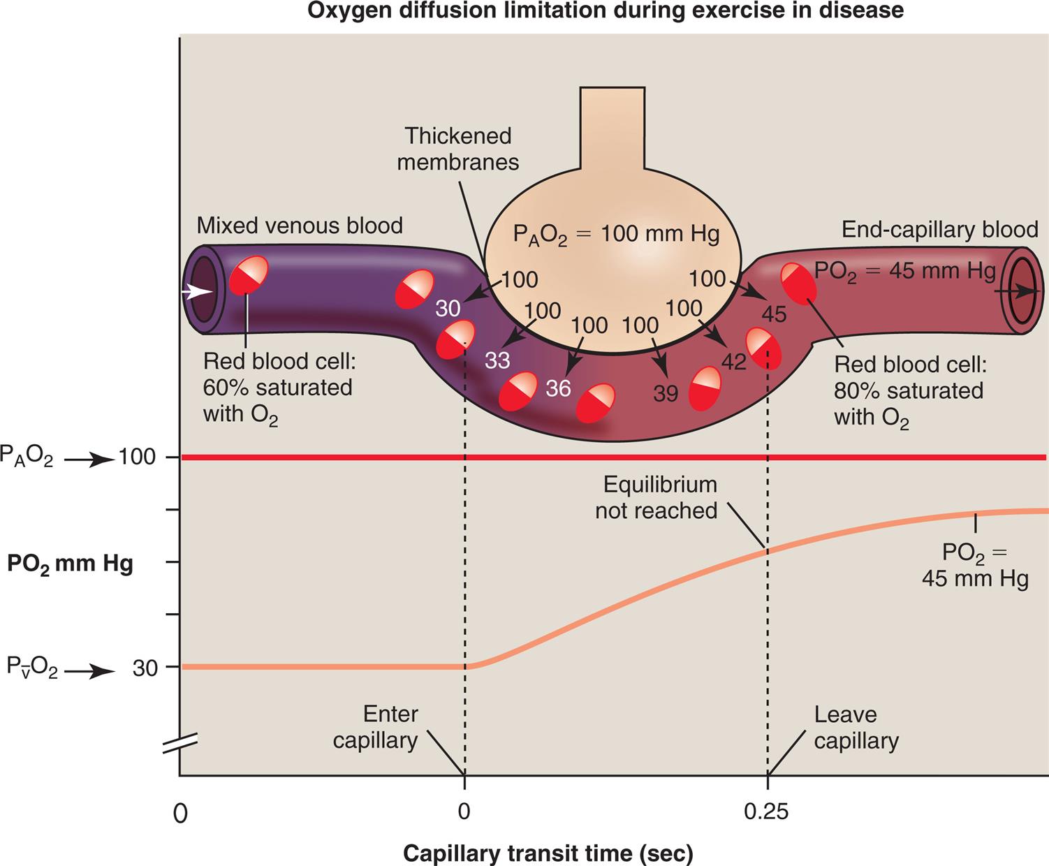 7: Gas Diffusion