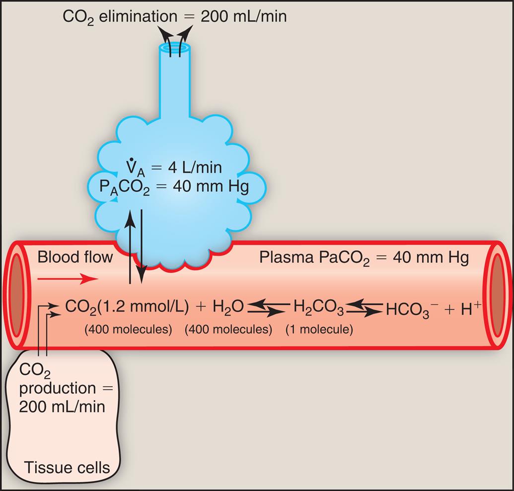 9: Carbon Dioxide Equilibrium and Transport