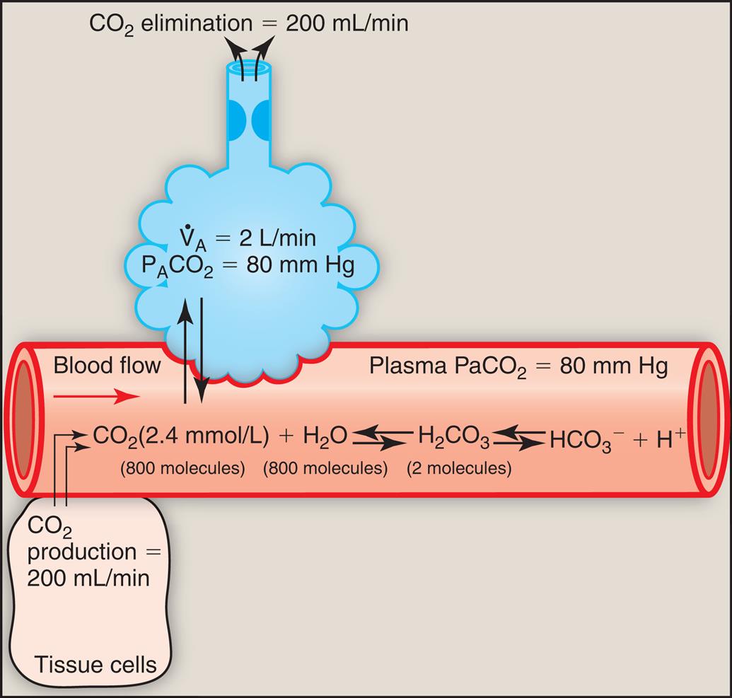 9: Carbon Dioxide Equilibrium and Transport