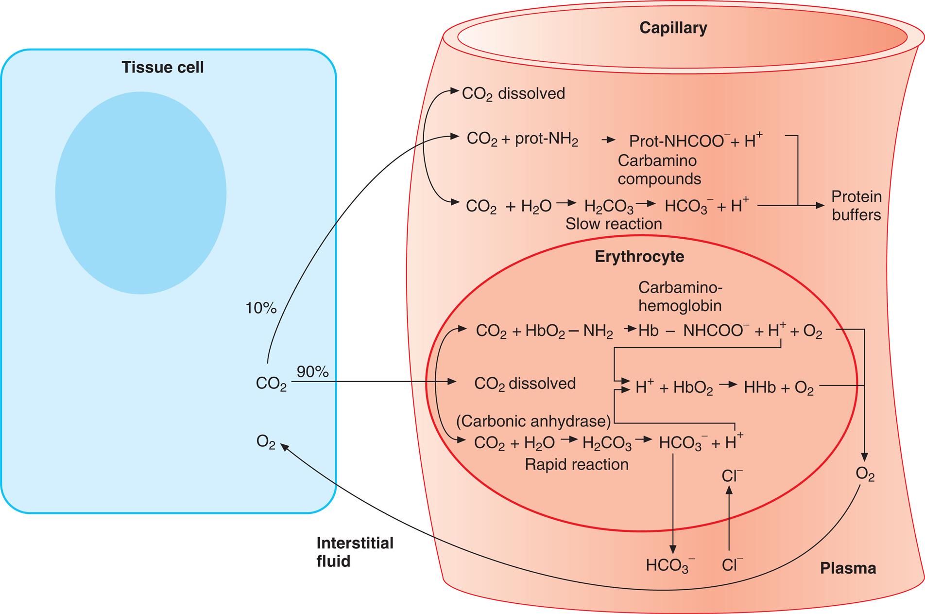 9: Carbon Dioxide Equilibrium and Transport