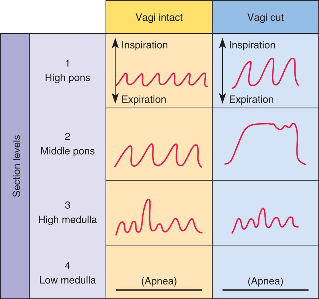 11: Control of Ventilation