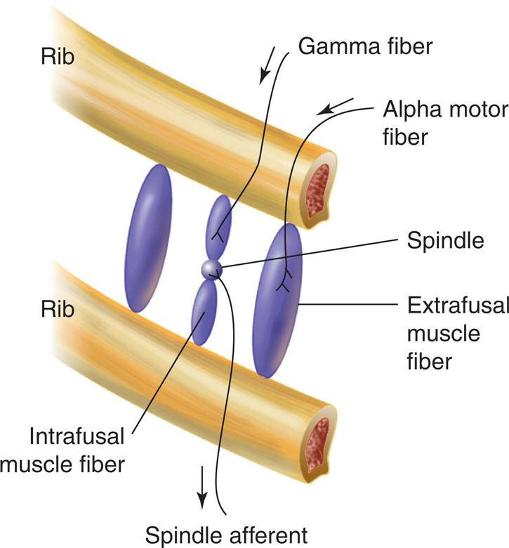 11: Control of Ventilation