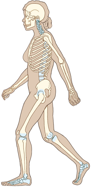 Classification of Joints
