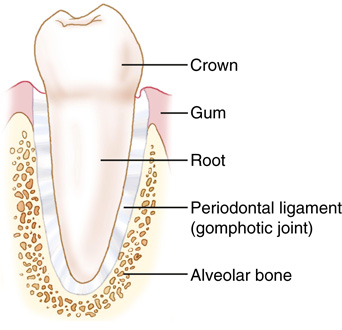 Classification of Joints