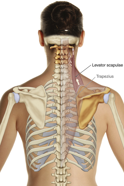 Attachments and Action of Muscles