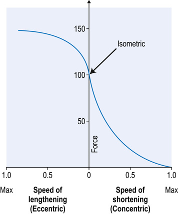 Determining the Force of a Muscle Contraction