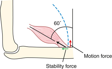 Determining the Force of a Muscle Contraction