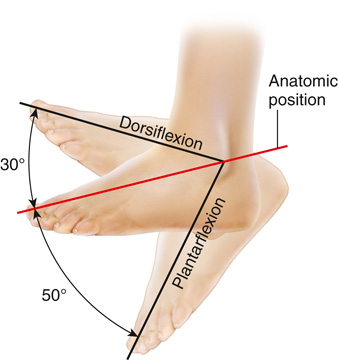 Biomechanics