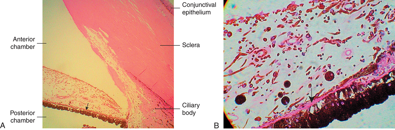 Clinical Anatomy and Physiology of the Visual System