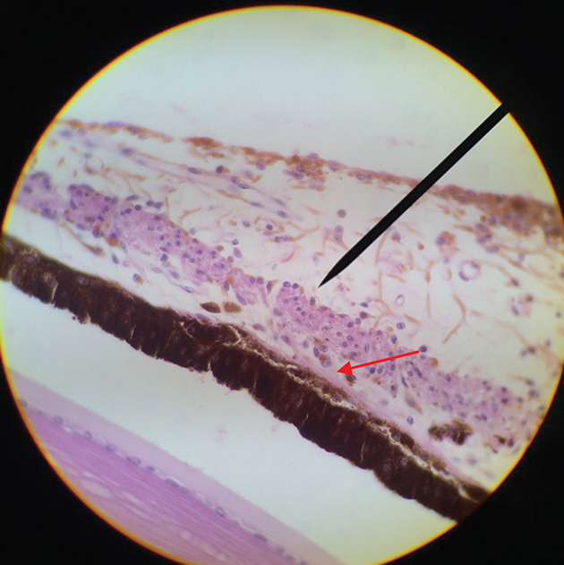 Clinical Anatomy and Physiology of the Visual System