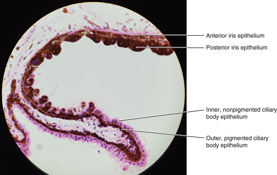 Clinical Anatomy and Physiology of the Visual System