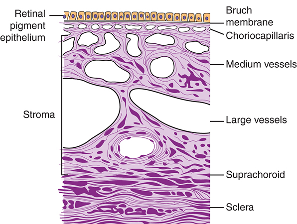 Clinical Anatomy and Physiology of the Visual System