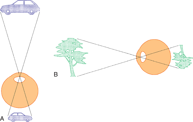 Clinical Anatomy and Physiology of the Visual System