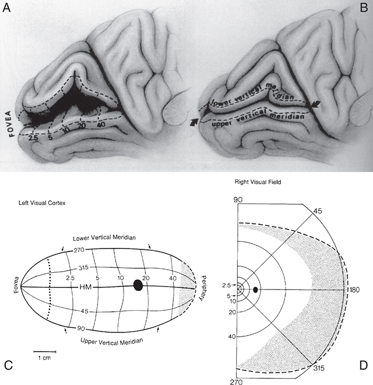 Clinical Anatomy and Physiology of the Visual System