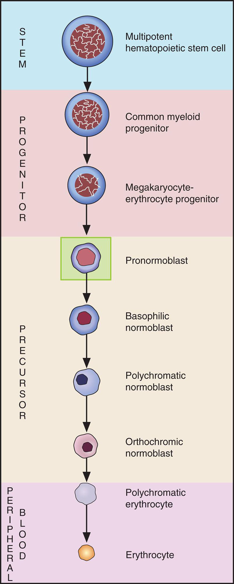 Clinical Hematology Atlas
