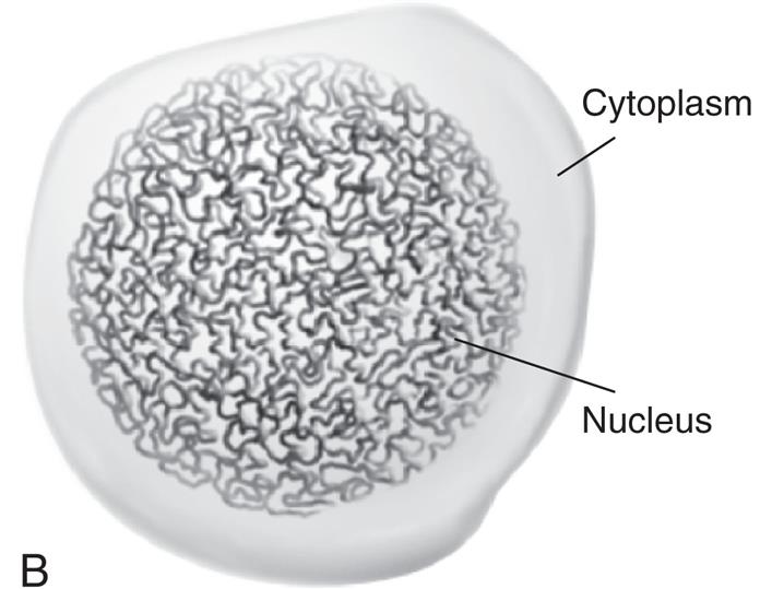 Clinical Hematology Atlas