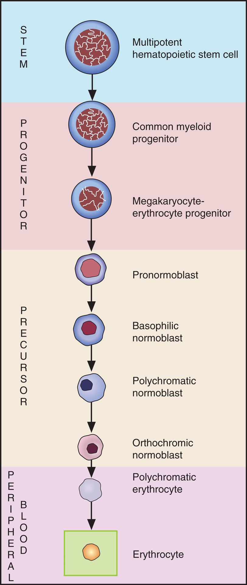 Clinical Hematology Atlas