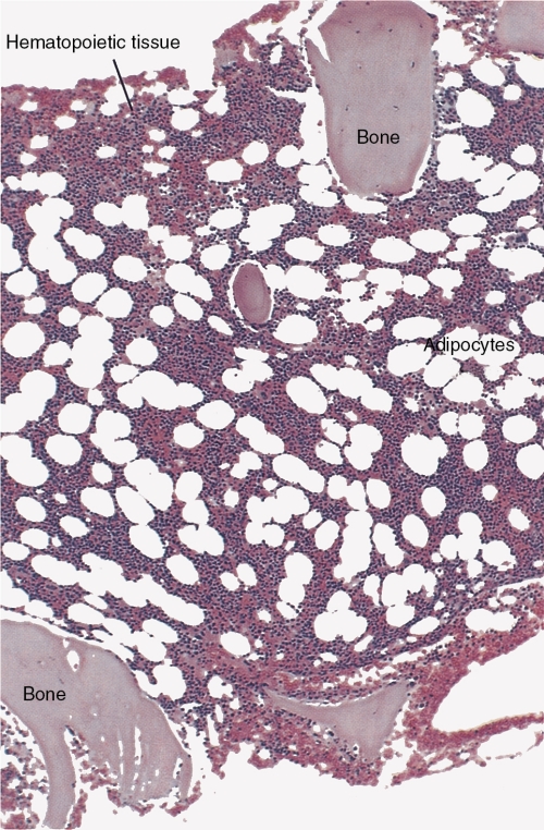 Rodak's Hematology Clinical Principles and Applications