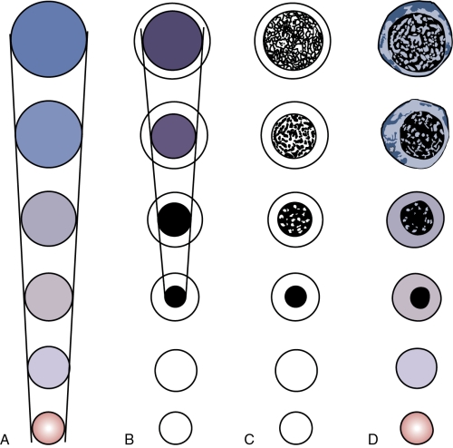 Rodak's Hematology Clinical Principles and Applications