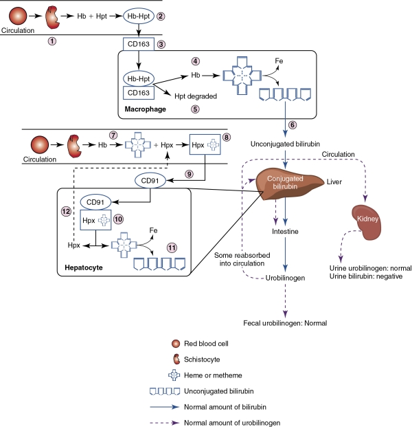 Rodak's Hematology Clinical Principles and Applications