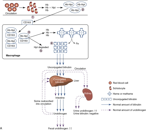 Rodak's Hematology Clinical Principles and Applications
