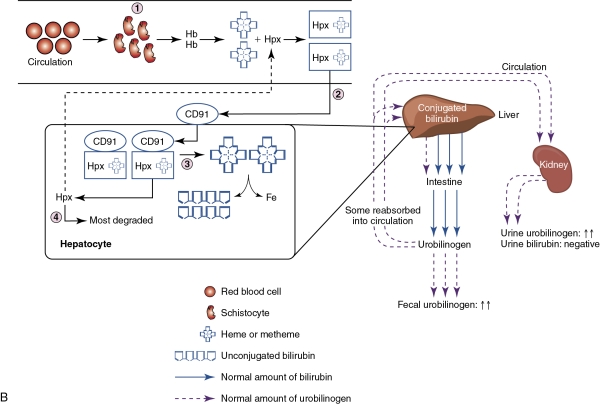 Rodak's Hematology Clinical Principles and Applications