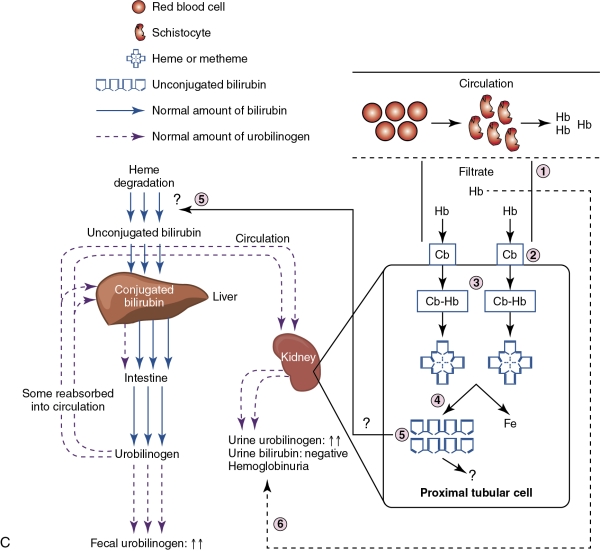 Rodak's Hematology Clinical Principles and Applications