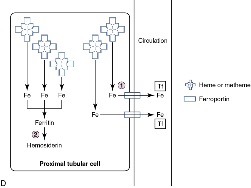 Rodak's Hematology Clinical Principles and Applications