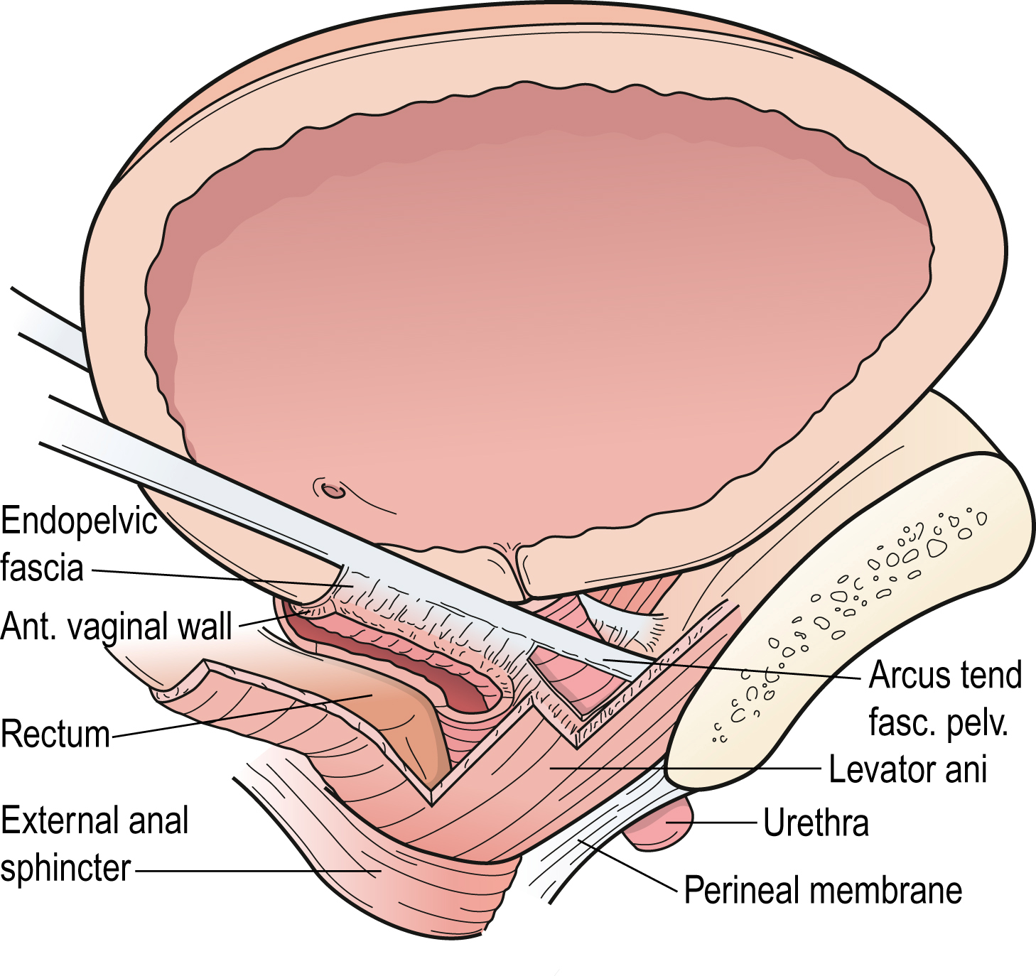 Functional Anatomy of the Female Pelvic Floor