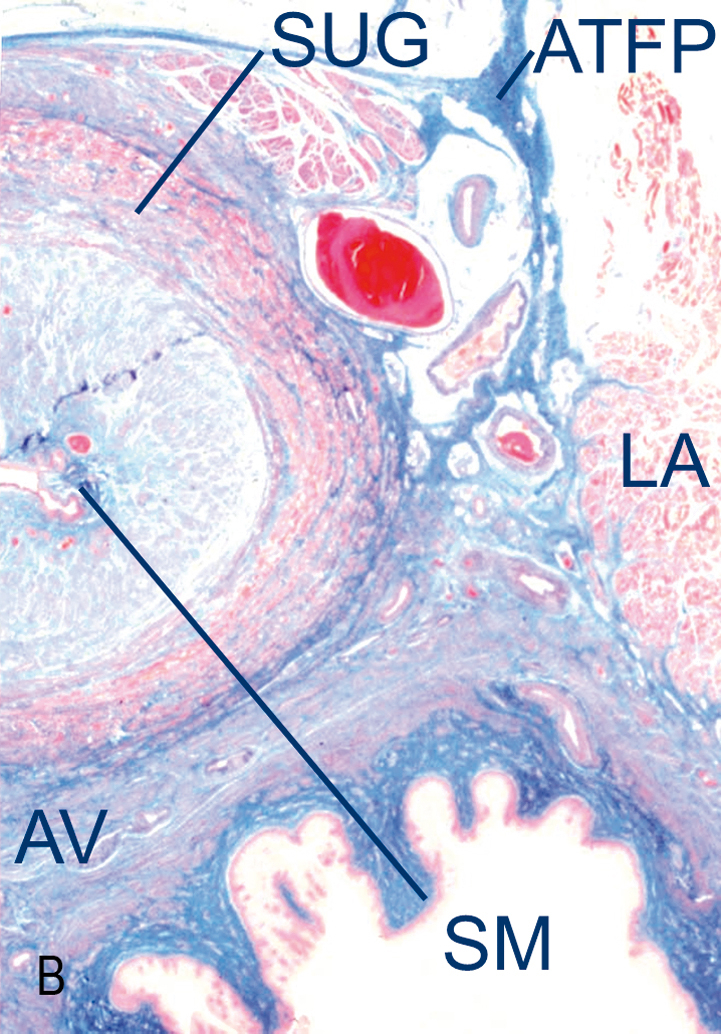 Functional Anatomy of the Female Pelvic Floor
