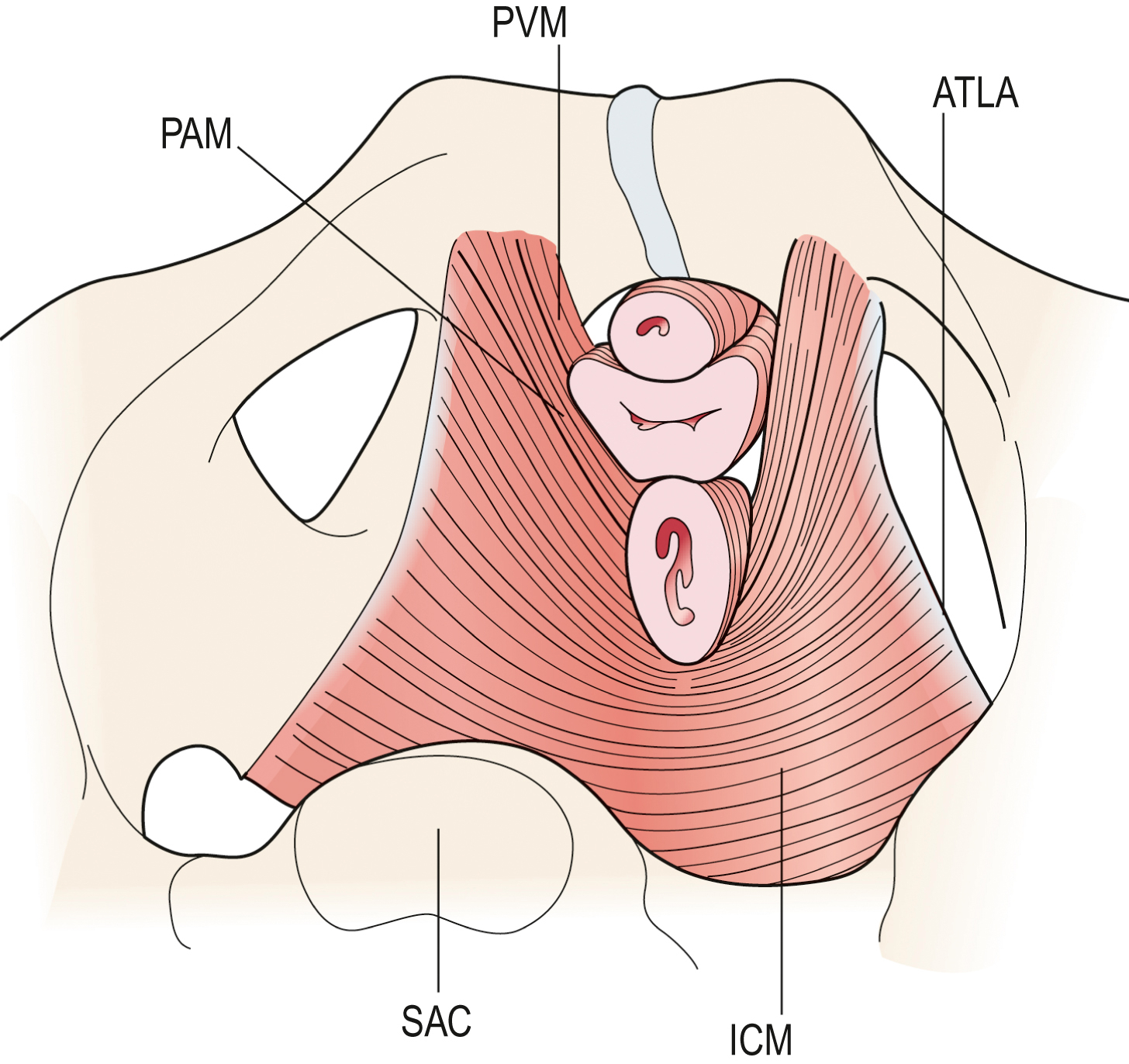 Functional Anatomy of the Female Pelvic Floor