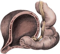 Campbell-Walsh Urology
