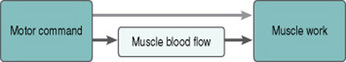 Cardiovascular Physiology in Exercise and Sport
